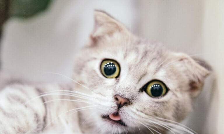 Introduction to socat, a multipurpose forwarding tool for Linux - 🏆 ...